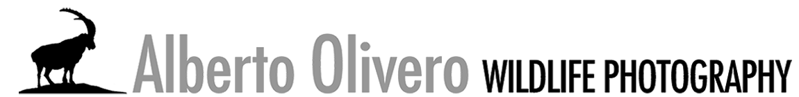 Alberto Olivero - Wildlife photography